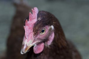 Poules en hiver : comment s'en occuper ? - Guides Jardinier