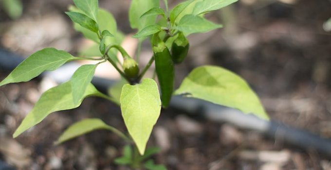 Semis de poivron: comment et quand les faire - Guides Jardinier