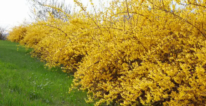 Arbustes de jardin : comment les choisir et les cultiver ? - Guides ...