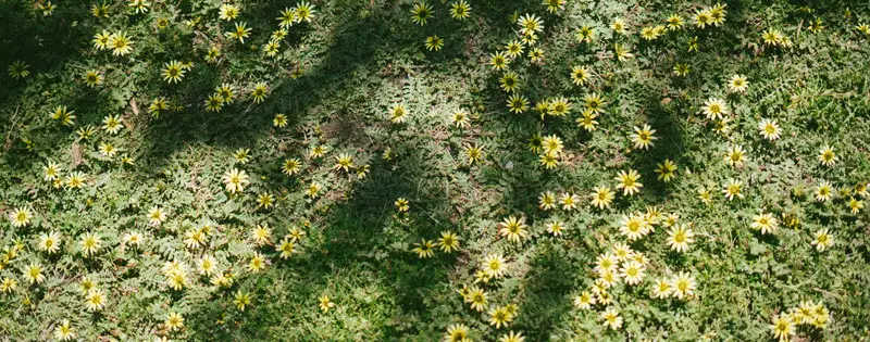 Types de pelouse ou comment choisir son gazon - Guides Jardinier