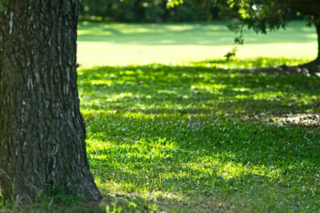Types de pelouse ou comment choisir son gazon - Guides Jardinier