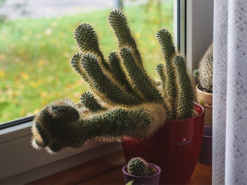 Questions / réponses sur les cactus d’intérieur - Guides Jardinier