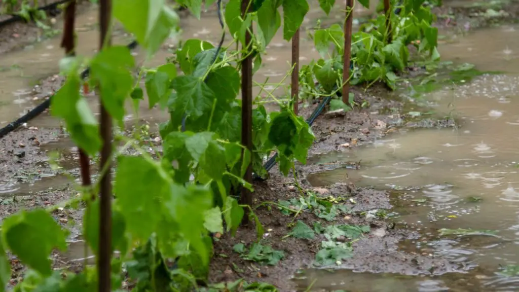 Pluie battante au potager ? Les astuces infaillibles pour remettre votre jardin sur pied!